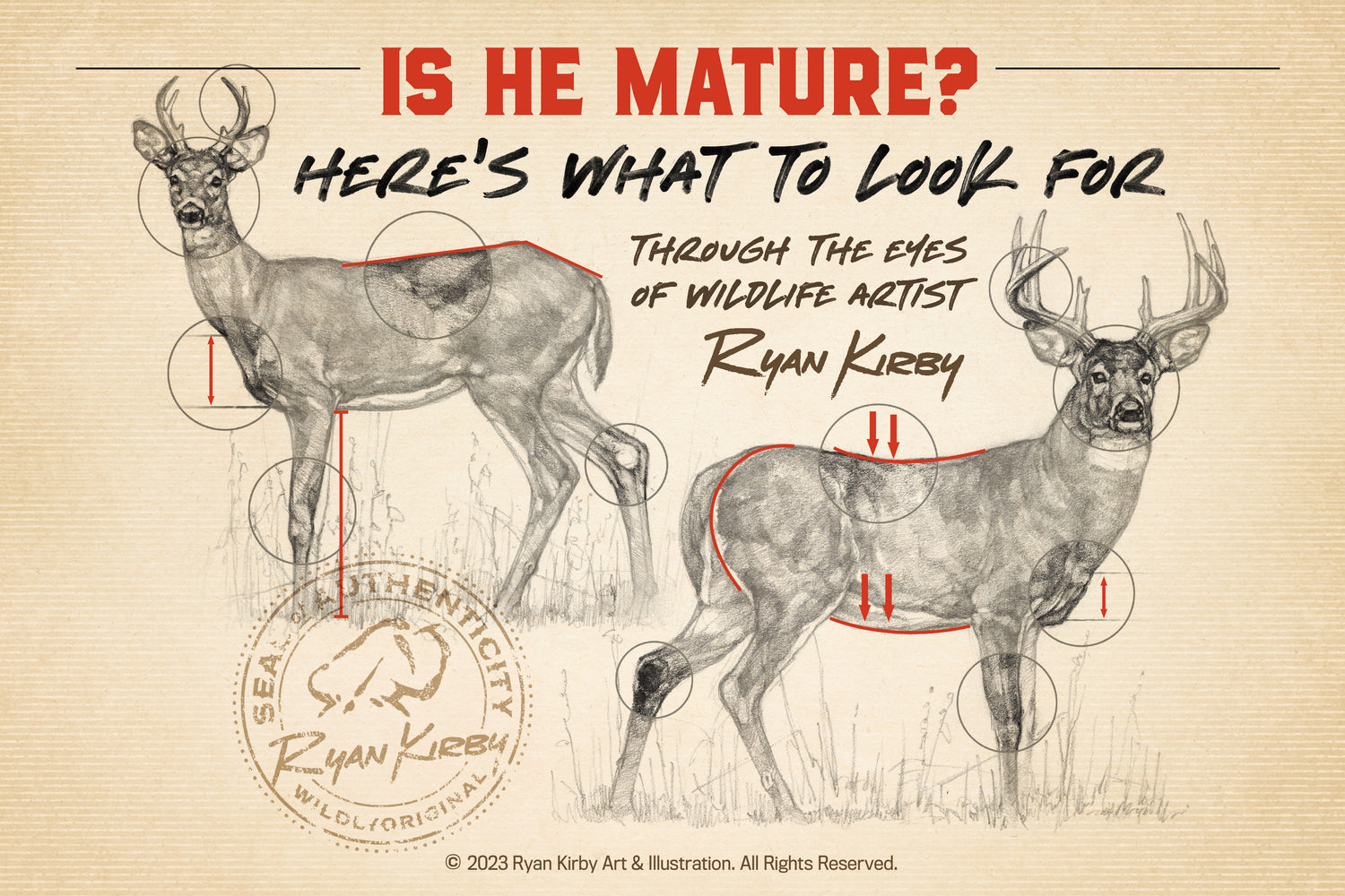 How to Tell if a Buck is Mature: A Look at Whitetails through the Eyes ...