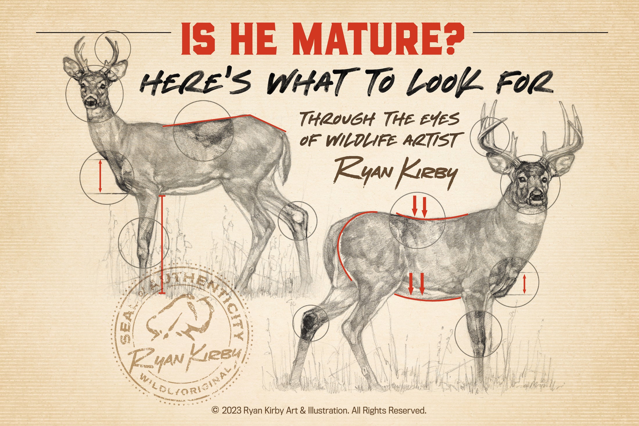 How to Tell if a Buck is Mature: A Look at Whitetails through the Eyes ...