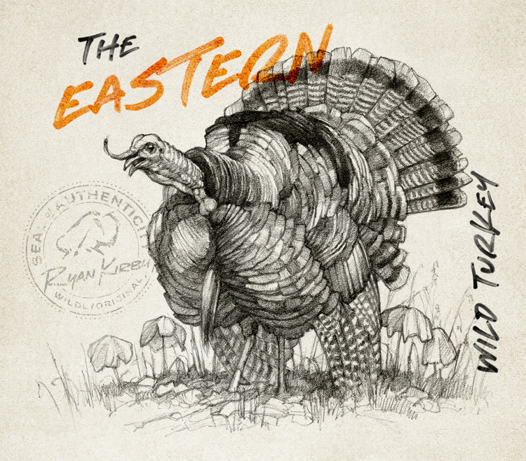 An American Original: The Eastern Wild Turkey | Ryan Kirby Wildlife and ...