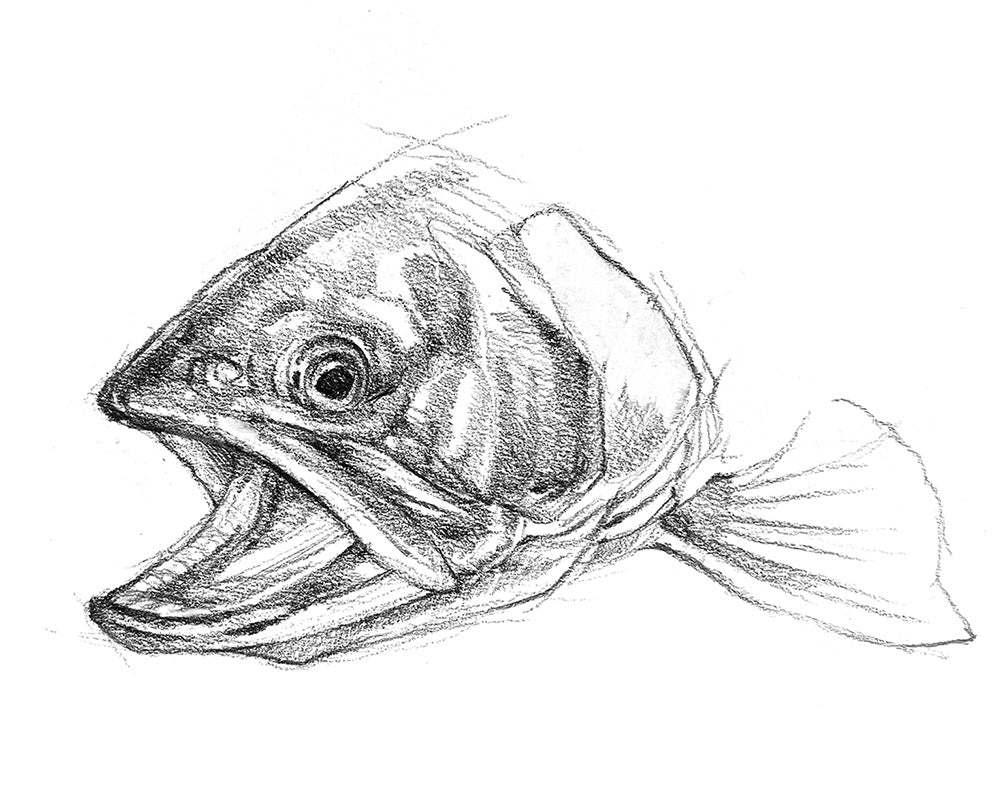 Freshwater Fish Art | Ryan Kirby Wildlife and Hunting Art