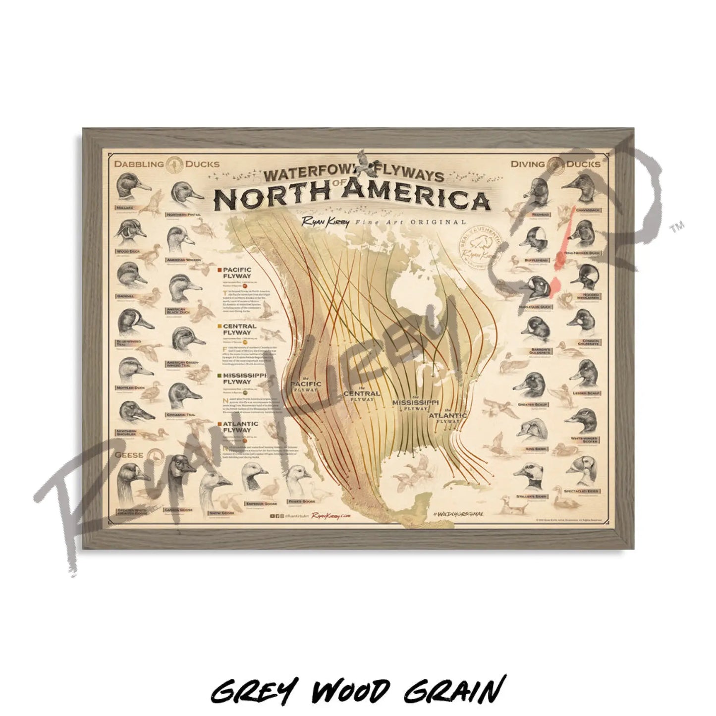 "Waterfowl Flyways of North America" Poster Unframed | Ryan Kirby ...